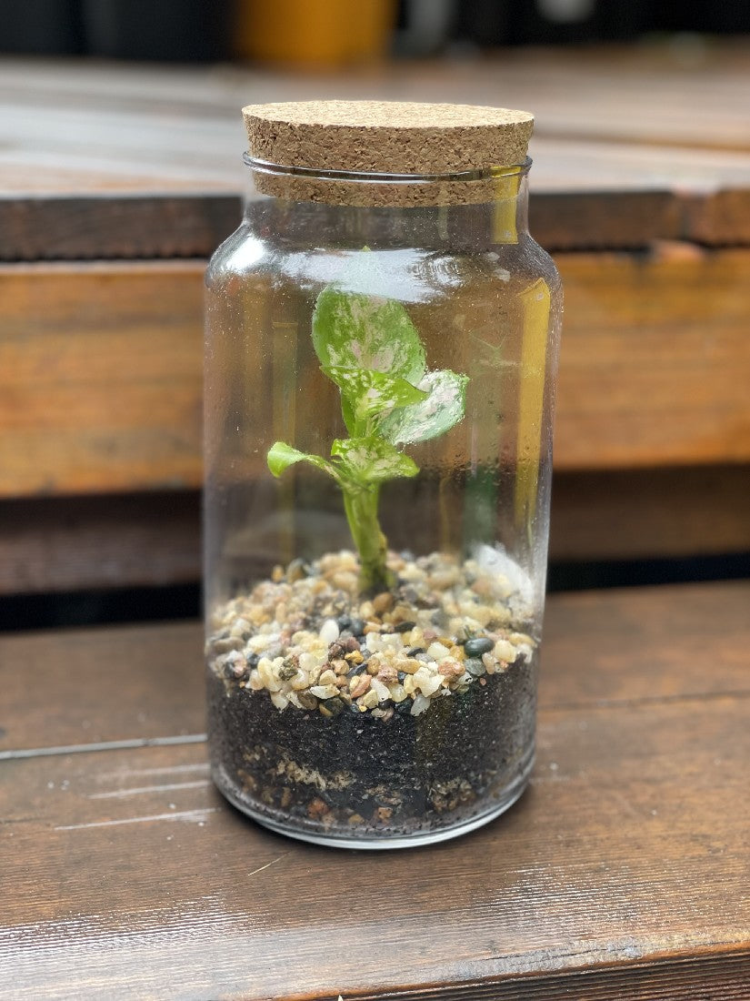 CORK JAR TERRARIUM – Newtown Garden Market