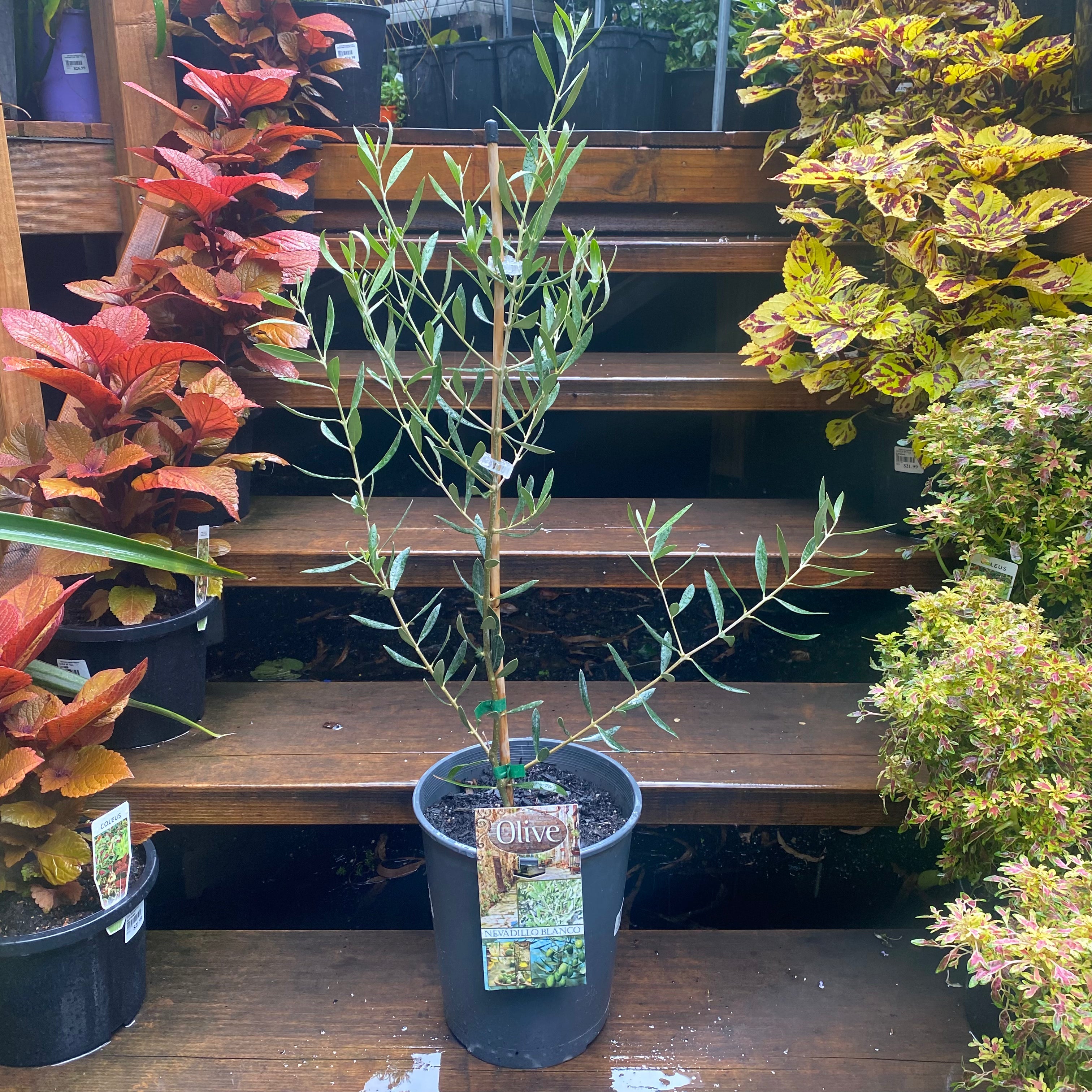 Mixed Olive | Newtown Garden Market