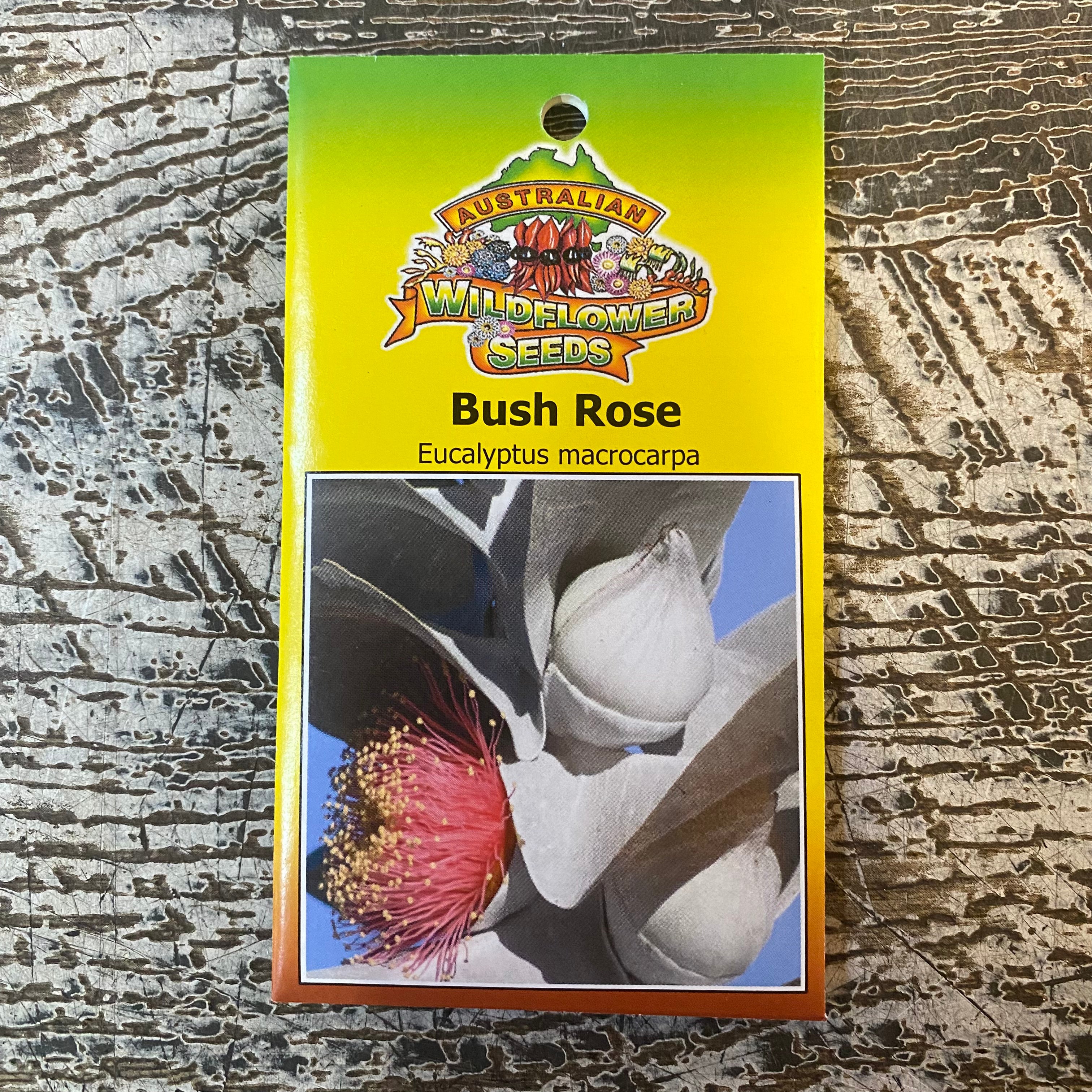 Australian Wildflower Bush Rose Seeds | Newtown Garden Market