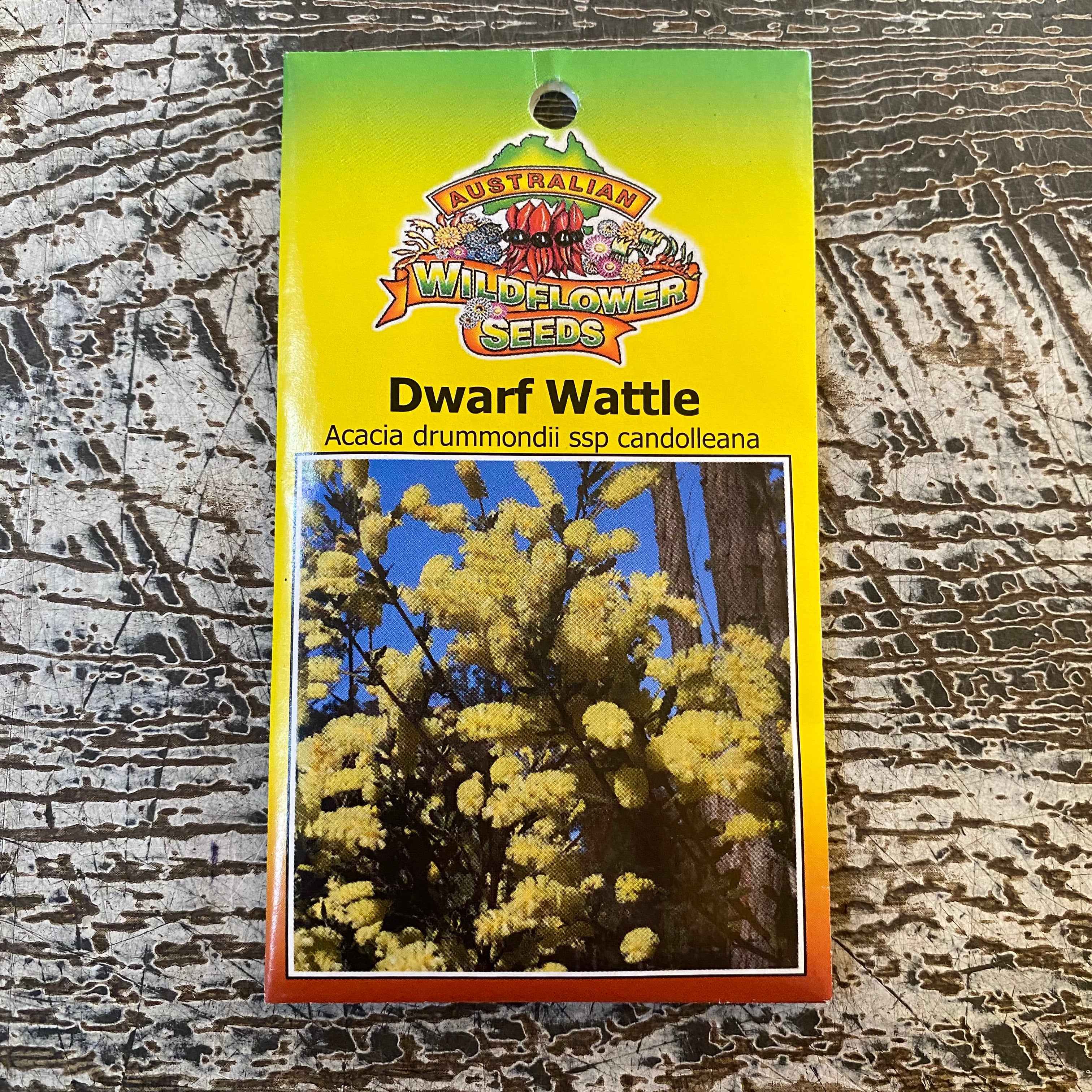 Australian Wildflower Dwarf Wattle Seeds | Newtown Garden Market